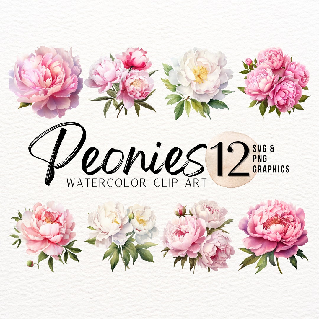 Pink and White Peony Watercolor Clipart Bundle | Flower PNG | Spring ...