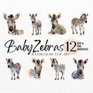 Watercolor Zebra Clip Art Baby Zoo Animal Graphics Foal Cute Baby Zebra ...