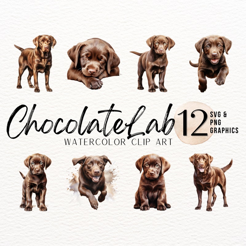 Chocolate Lab - Etsy