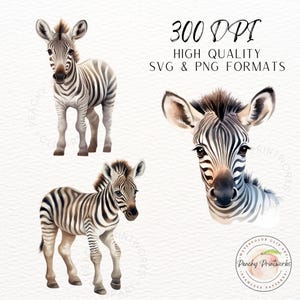 Watercolor Zebra Clip Art Baby Zoo Animal Graphics Foal Cute Baby Zebra ...