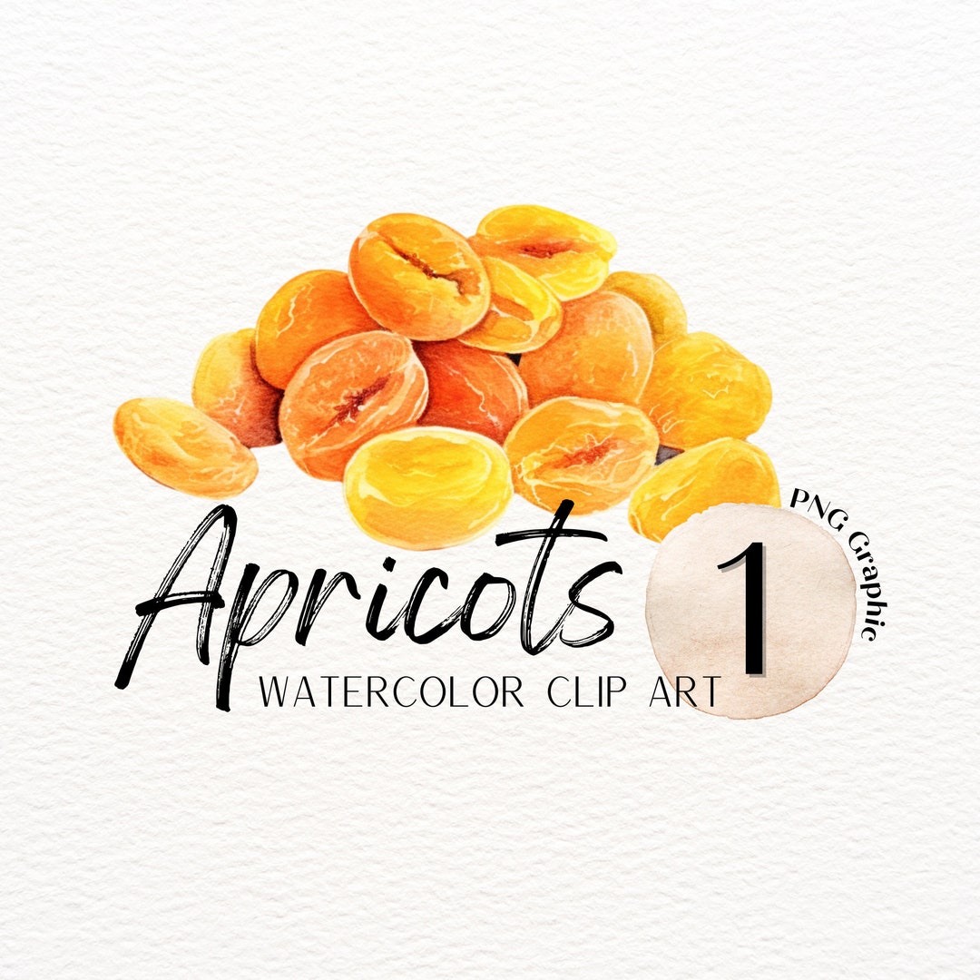Watercolor Apricot Clipart Dried Fruit Clipart Charcuterie Clipart ...
