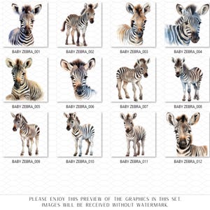 Watercolor Zebra Clip Art Baby Zoo Animal Graphics Foal Cute Baby Zebra ...