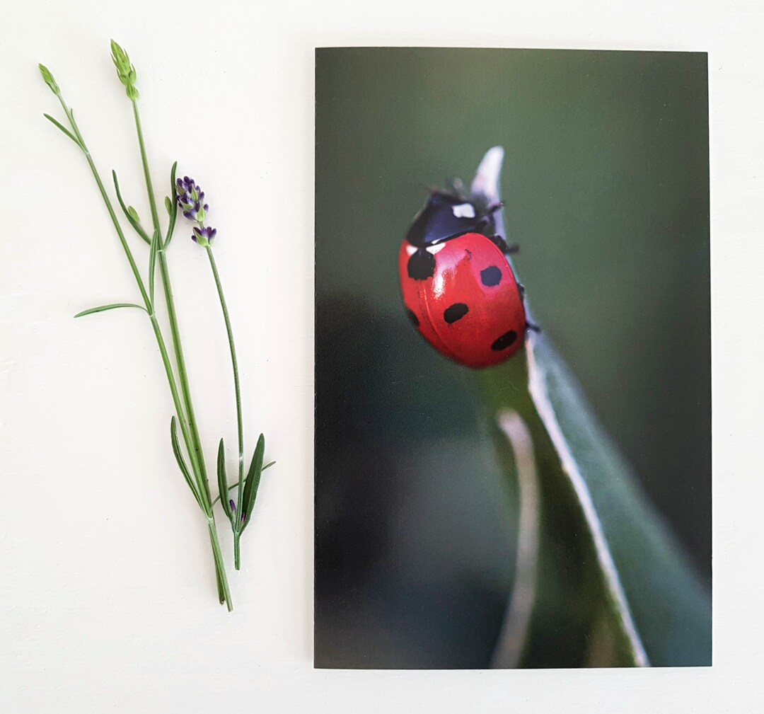 Ladybird Blank Greeting Card, Fine Art Photograph by Sarahfrippmorris ...