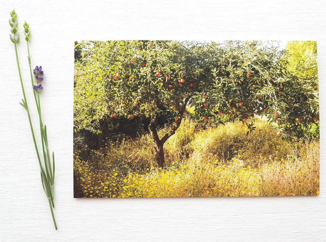 Apple Orchard Blank Greeting Card, Fine Art Photo by Sarahfrippmorris ...