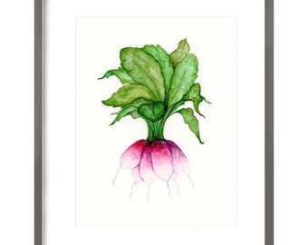 Radish Art Kitchen Art Print Antique Botanical Art Prints - Etsy