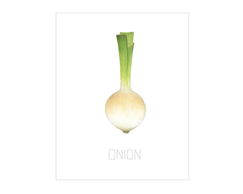 Onion Greeting Card - Etsy