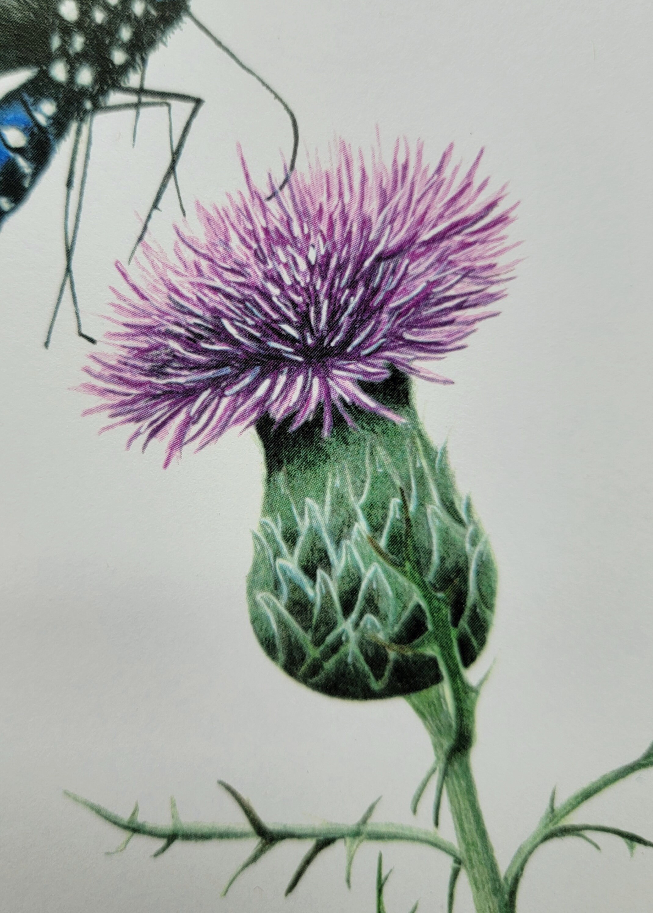 Pipevine Swallowtail Butterfly Watercolor Print - Etsy