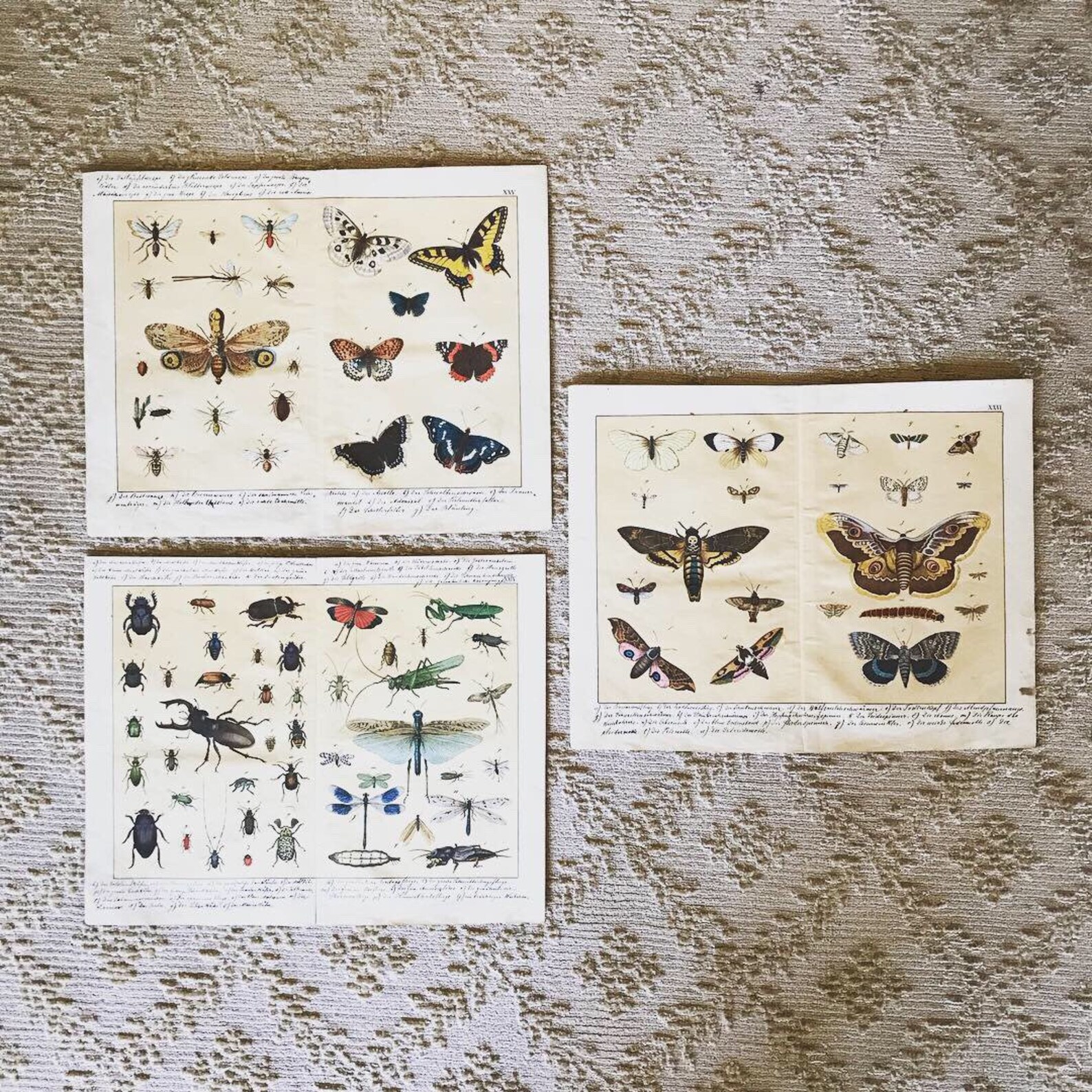 Insects Etchings of Moths Butterflies and Insects Rare and - Etsy