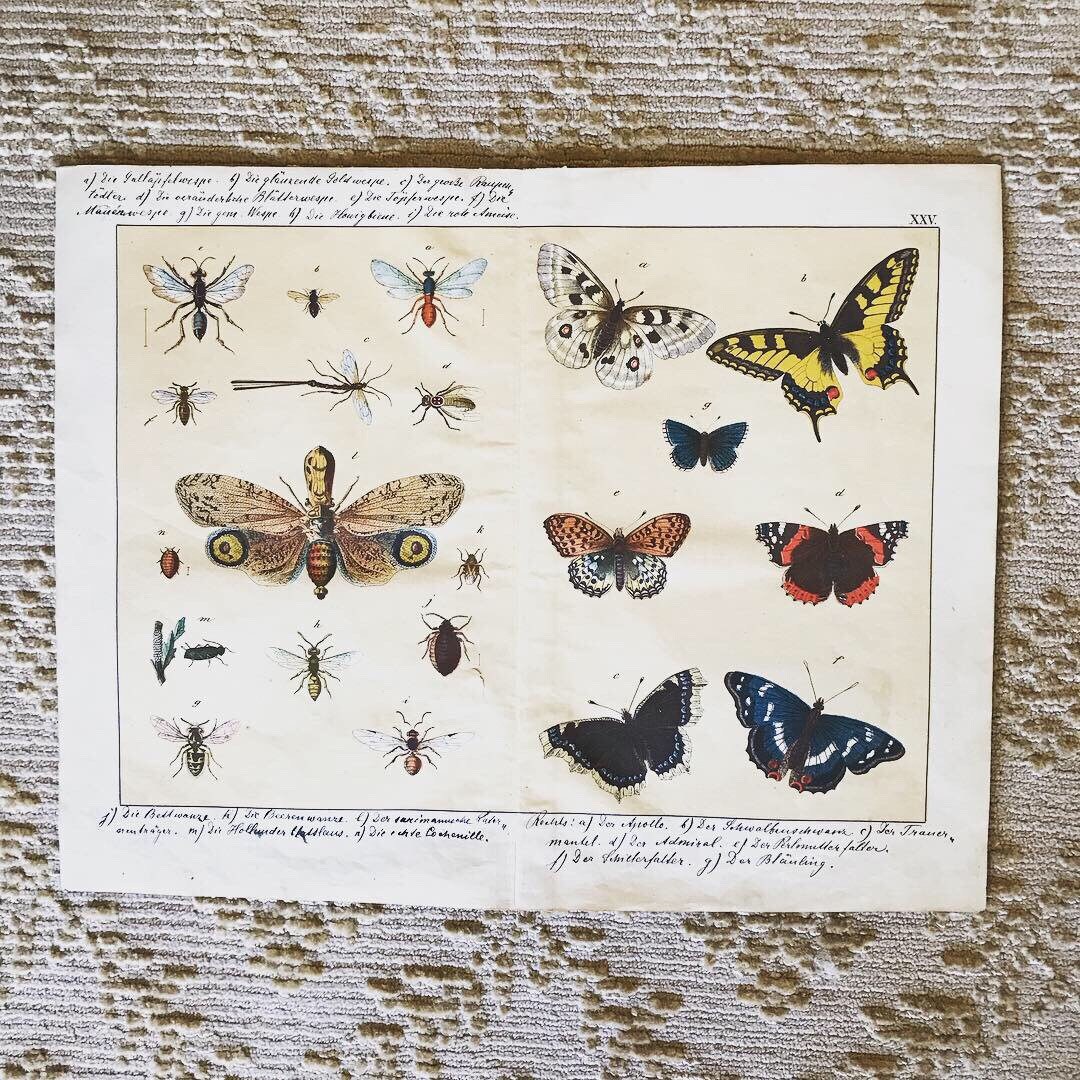 Insects Etchings of Moths Butterflies and Insects Rare and - Etsy