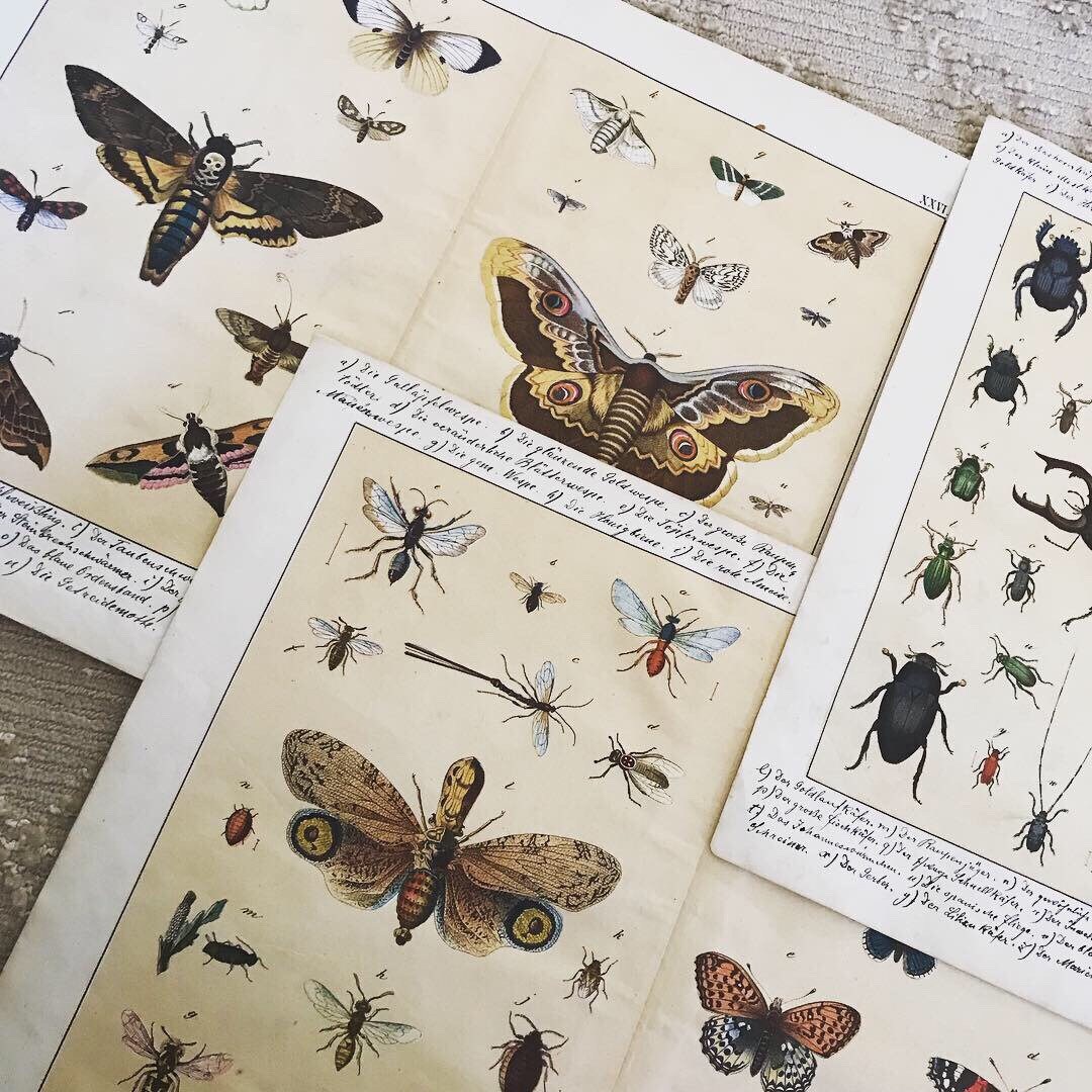 Insects- Etchings of Moths, Butterflies and Insects - Rare and ...