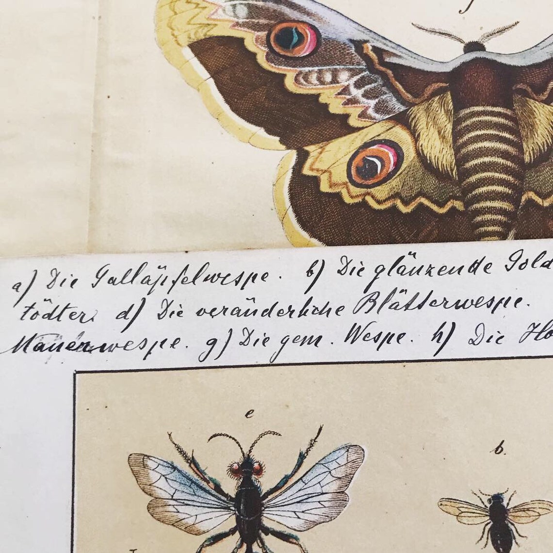 Insects Etchings of Moths Butterflies and Insects Rare and | Etsy