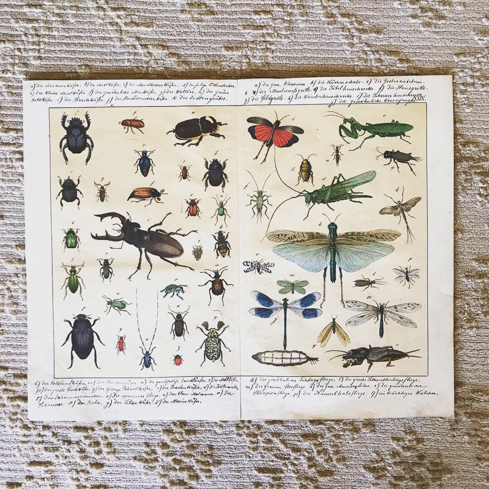 Insects Etchings of Moths Butterflies and Insects Rare and - Etsy