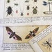 Insects Etchings of Moths Butterflies and Insects Rare and - Etsy