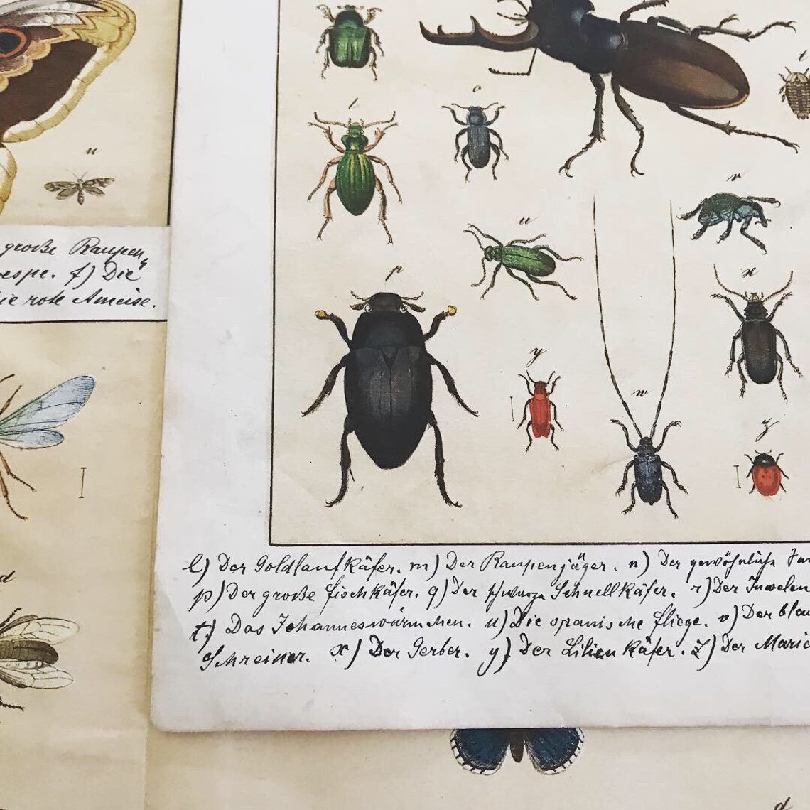 Insects Etchings of Moths Butterflies and Insects Rare and | Etsy