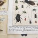 Insects Etchings of Moths Butterflies and Insects Rare and - Etsy