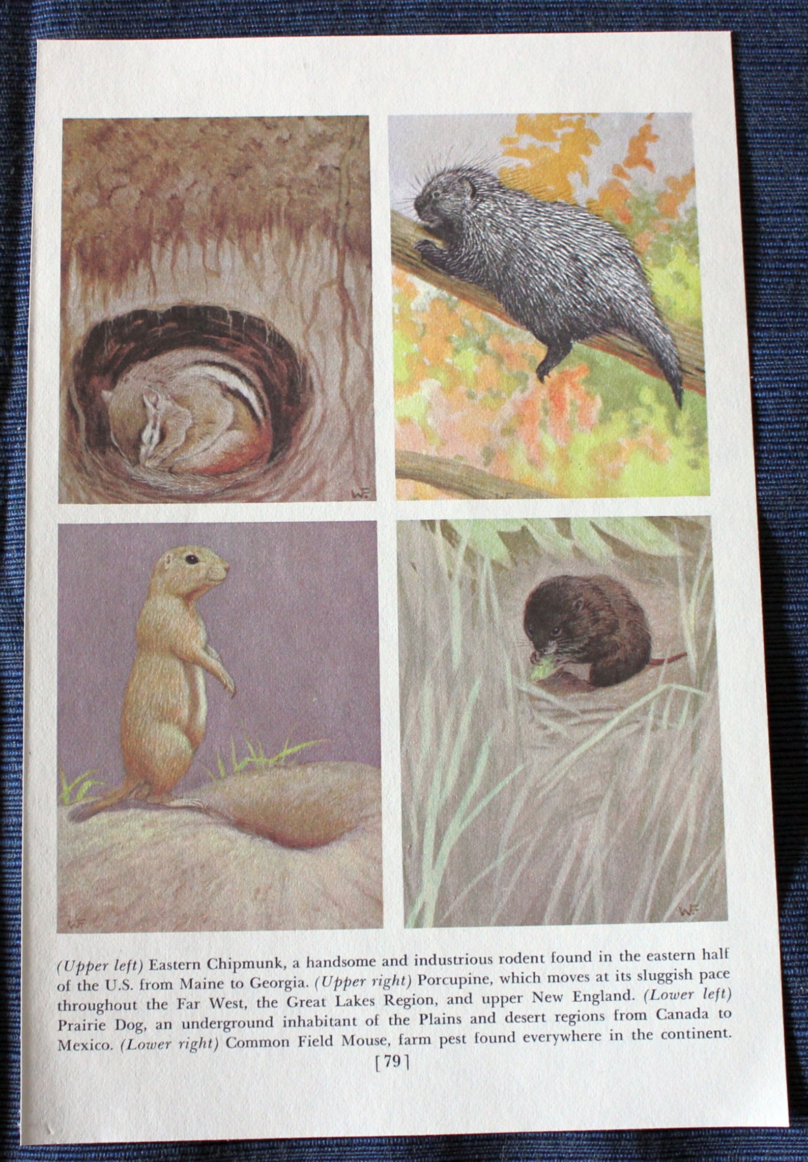 Eastern Chipmunk, Porcupine,prairie Dog and Field Mouse or House Rat ...