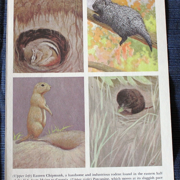 Mountain Sheep - Etsy