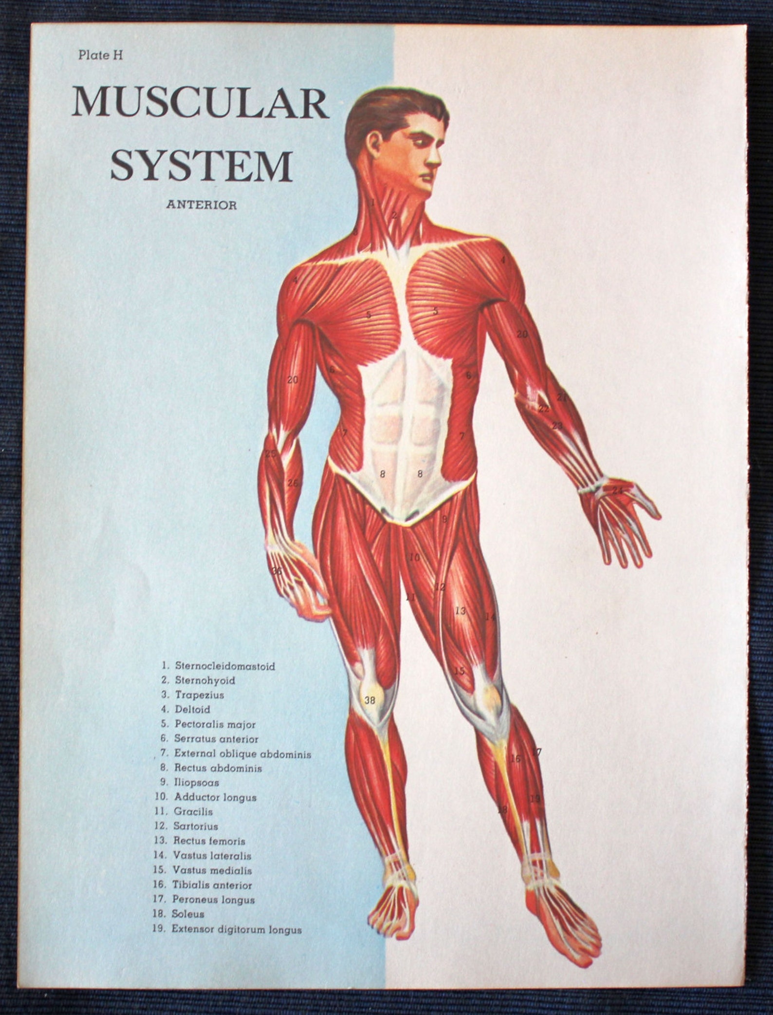 Muscular System Anterior View//1960 Medical Print// Vintage//human ...