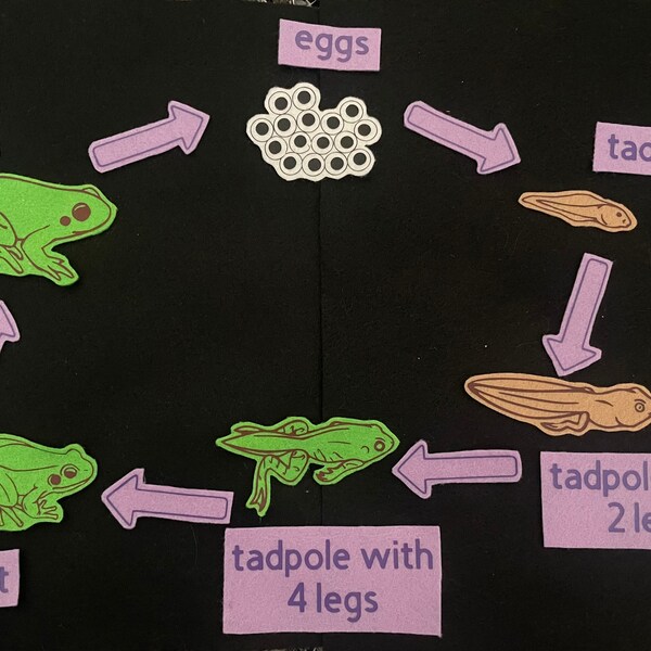 Frog Life Cycle - Etsy