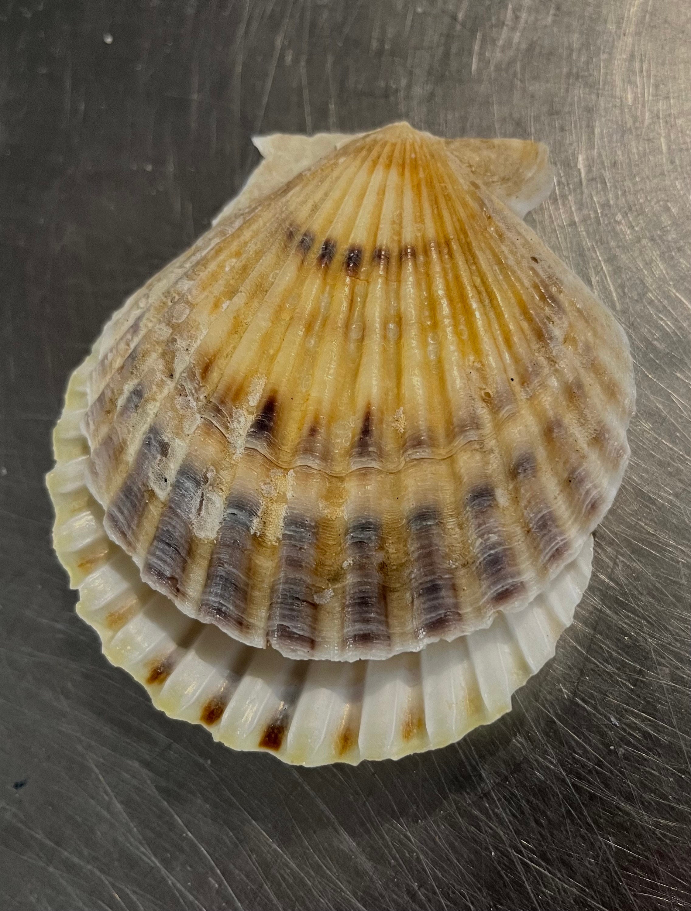 Provincetown Mass. Handmade Authentic Bay Scallop Shell Lights - Etsy