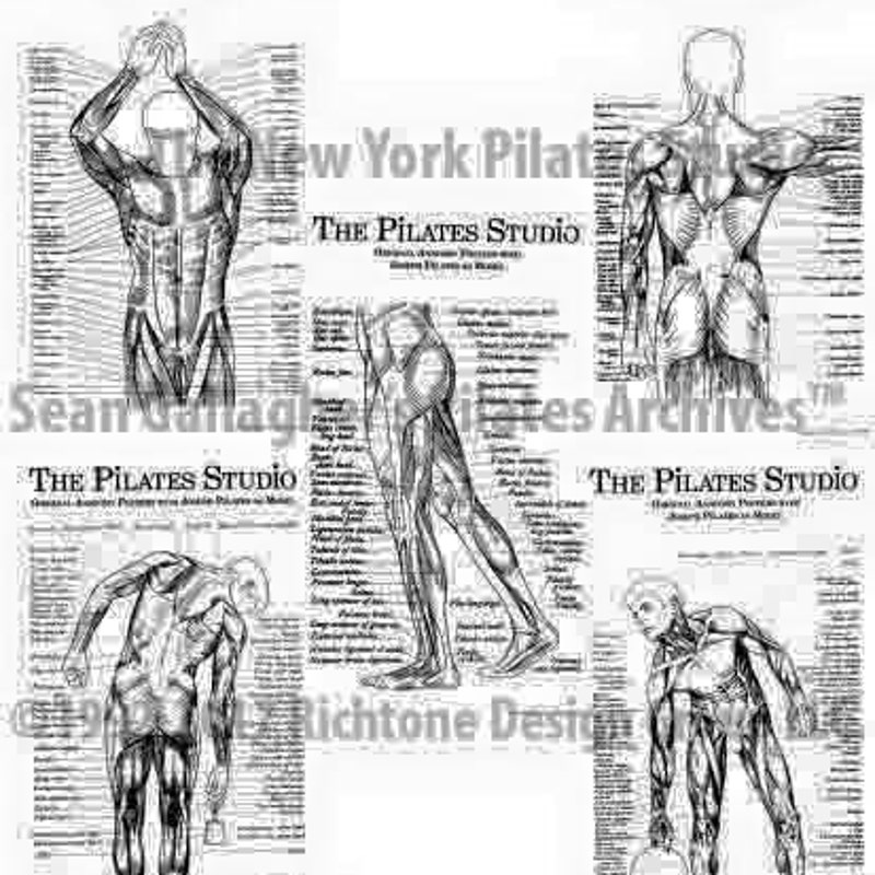 Anatomy Art Poster - Etsy