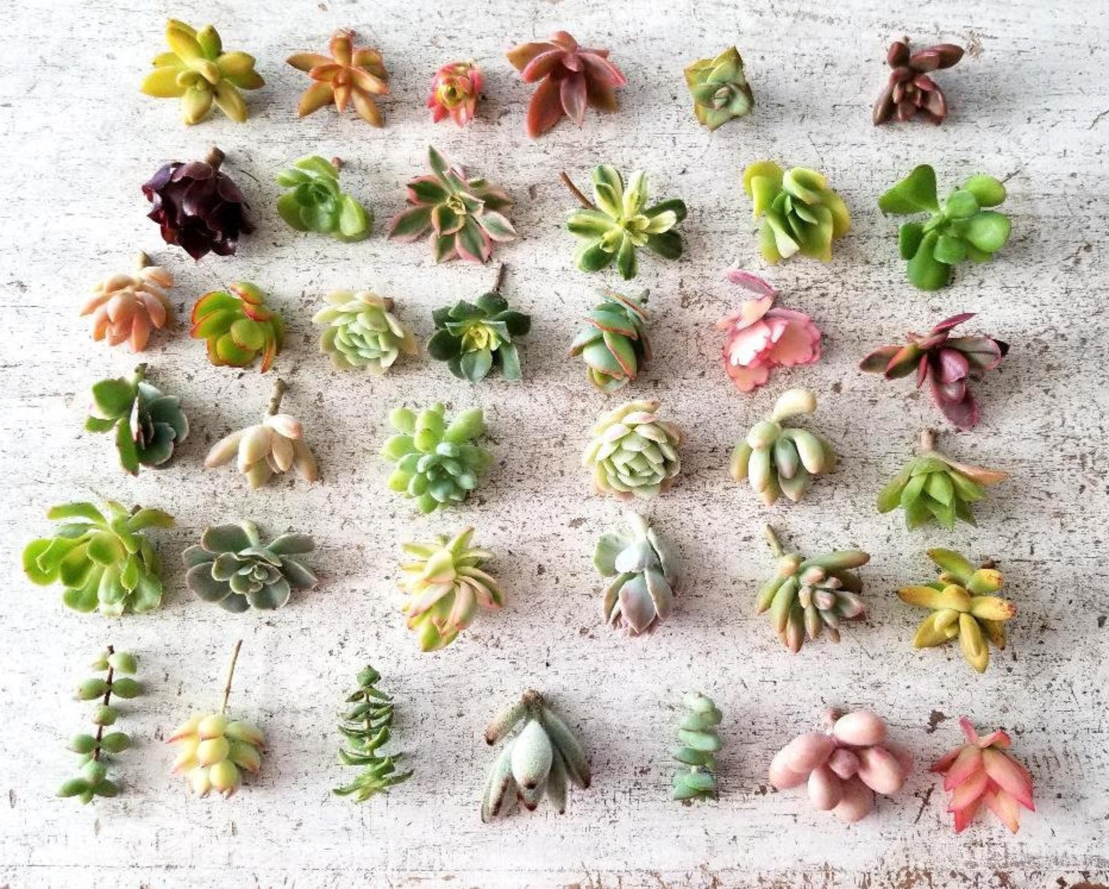 Beautiful Mini Rosette Succulents - Etsy