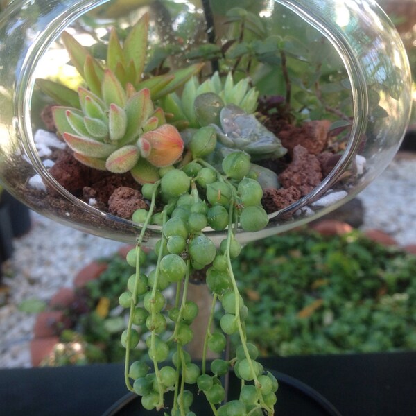 Hanging Terrarium - Etsy