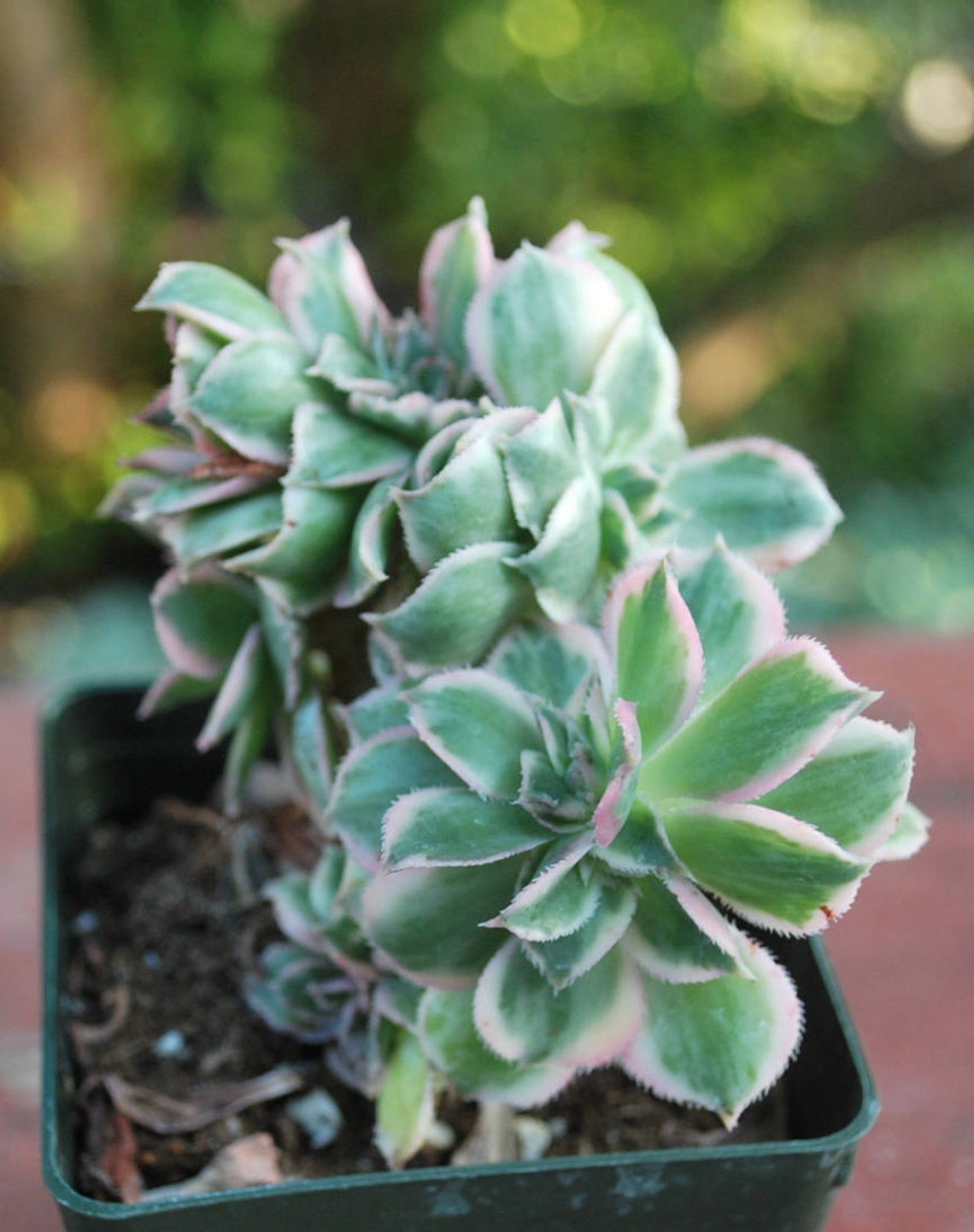 Aeonium Sunburst Crested - Etsy