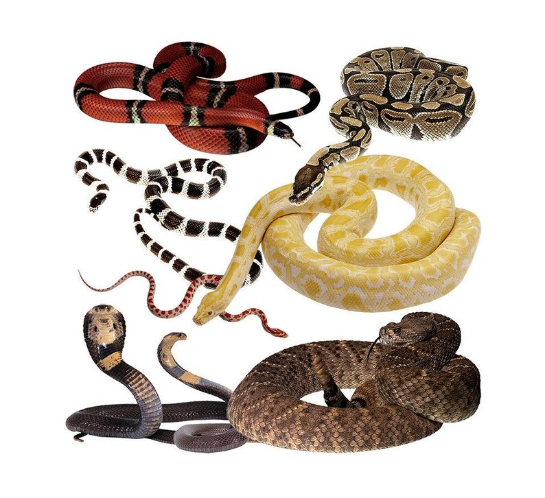 Snake Overlay Photo Animal Photoshop Png | Etsy