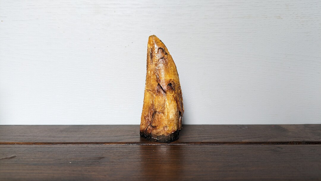 Tyrannosaurus Rex Teeth Replicas - Etsy