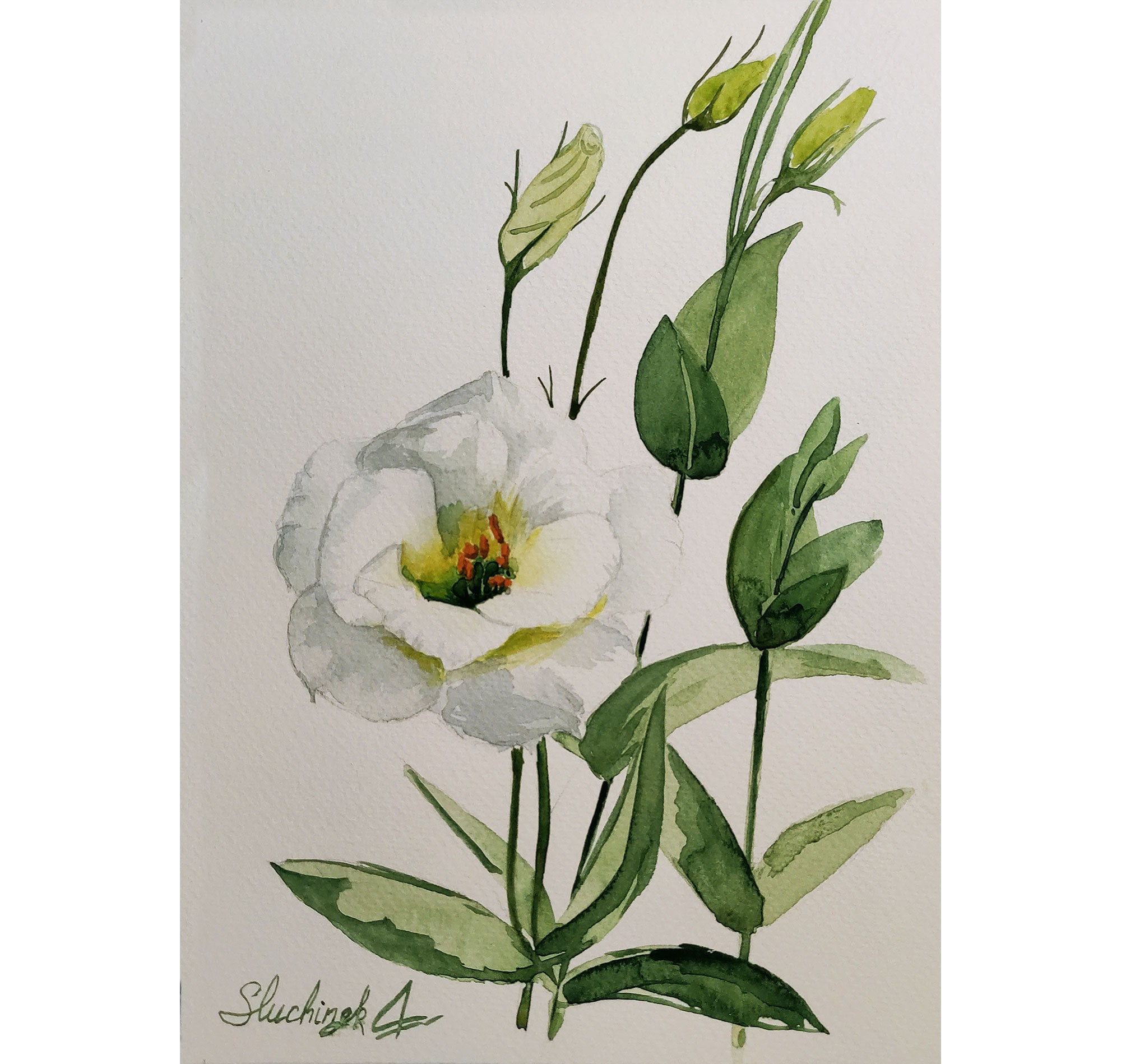 Eustoma Painting Lisianthus Watercolor Original Art Flower Artwork ...