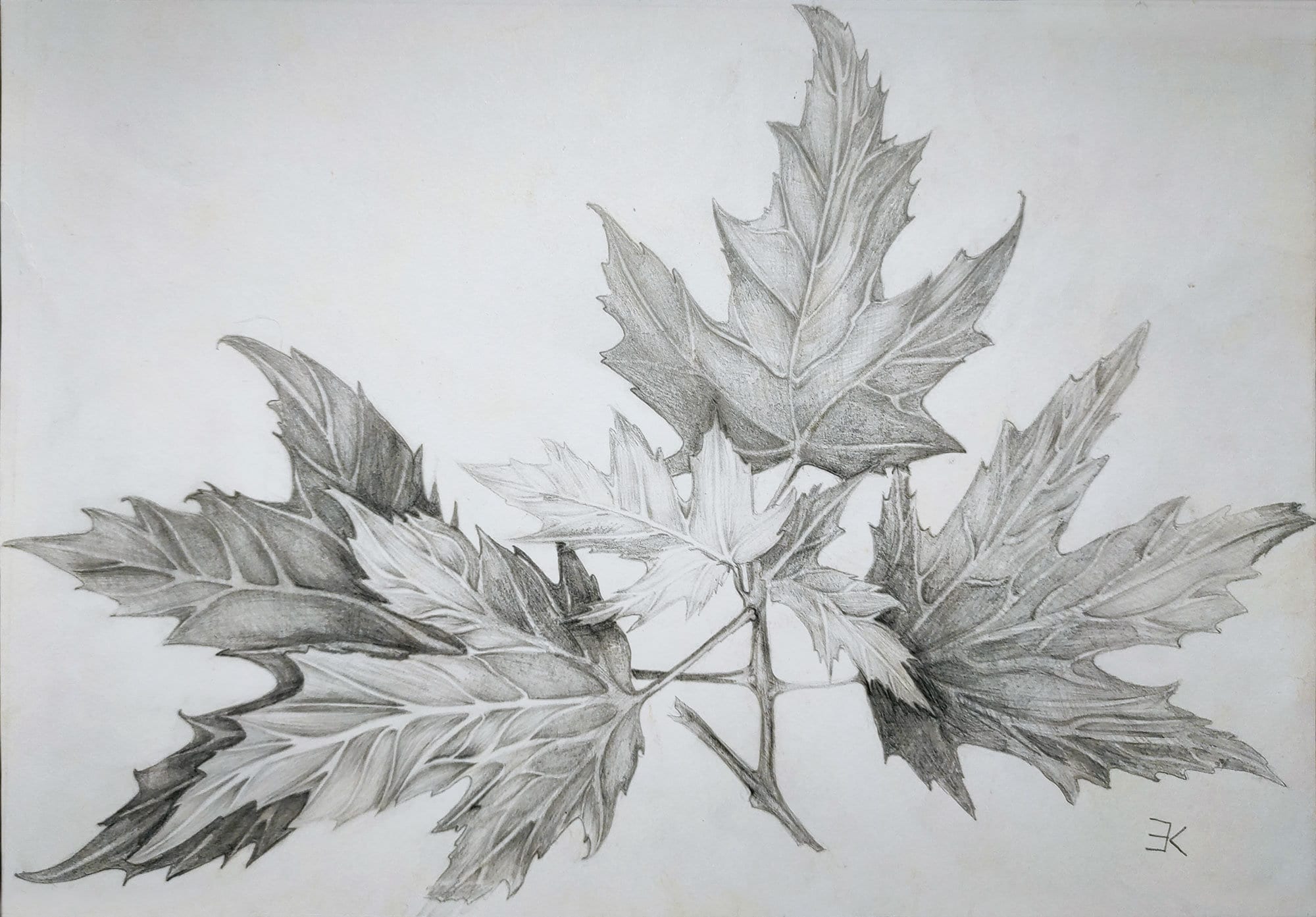 Maple Leaf Pencil Drawing