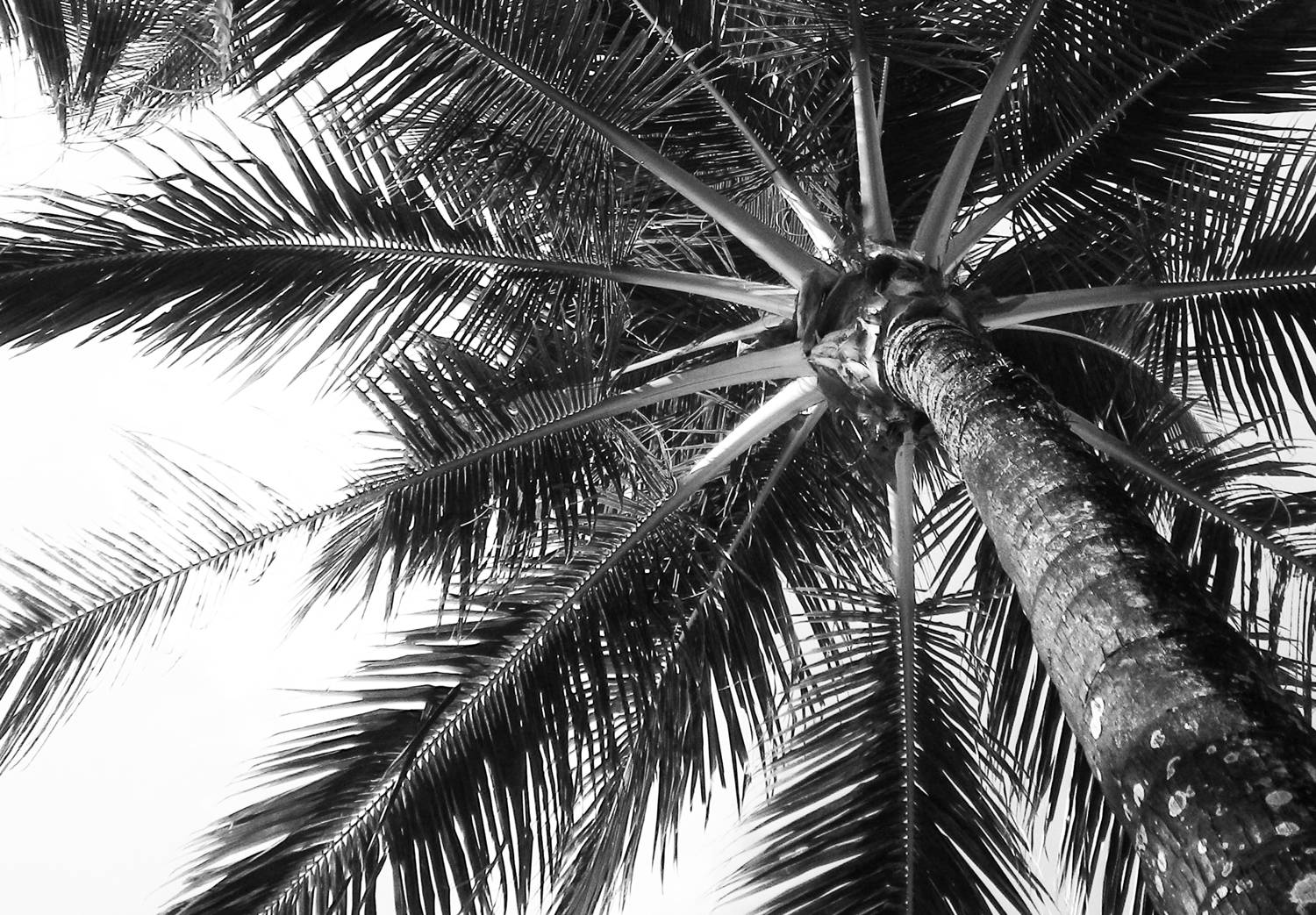 Palm Tree Print Palm Leaf Print Tropical Printable Wall Art | Etsy