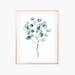 Botanical Wall Prints,eucalyptus Print,silver Dollar Print,botanical ...