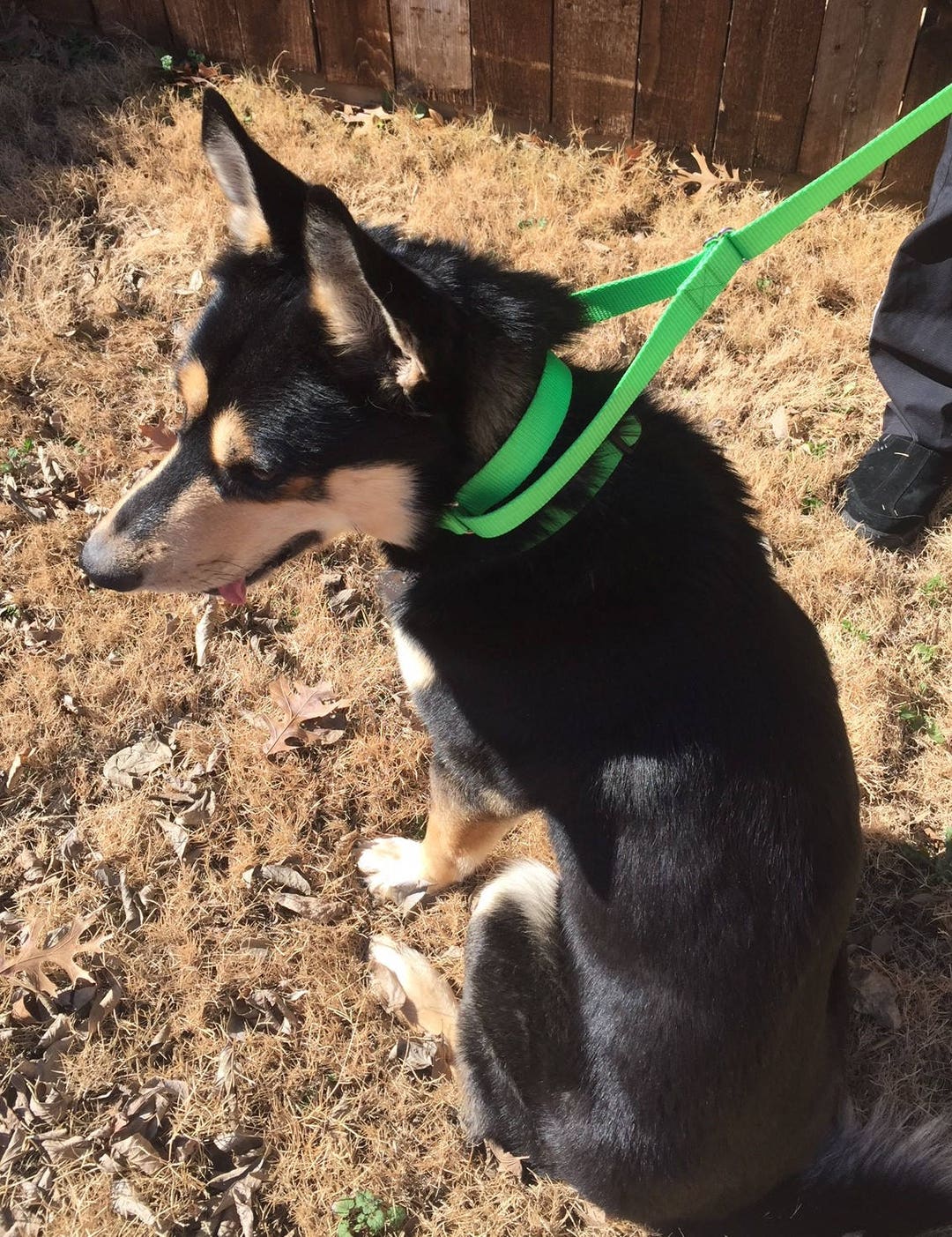 Martingale Style All-in-one Leash - 1 Inch Wide - Etsy