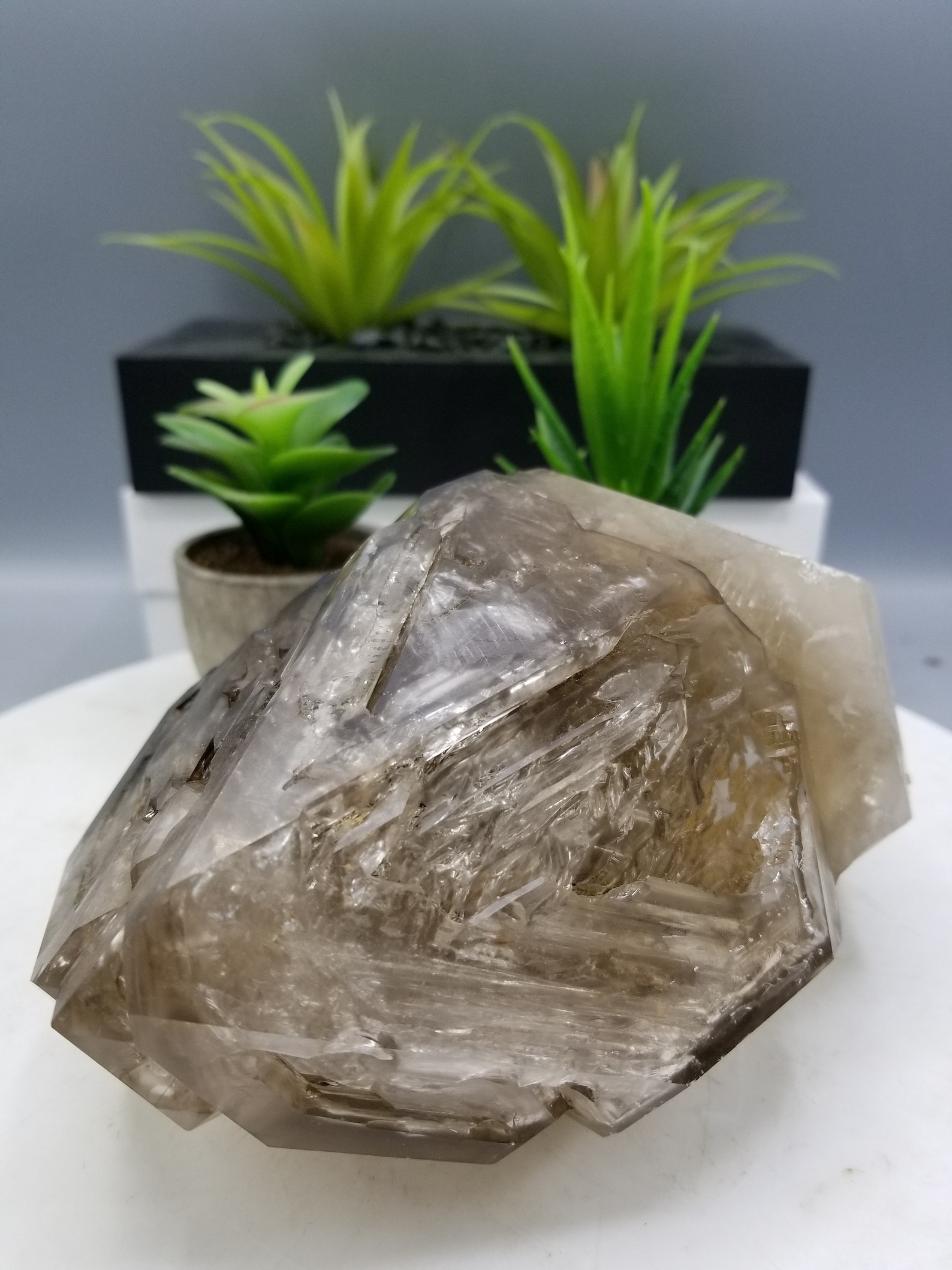 Flawless 6.5" Smokey Elestial Alligator Quartz Thats Damage Free and ...