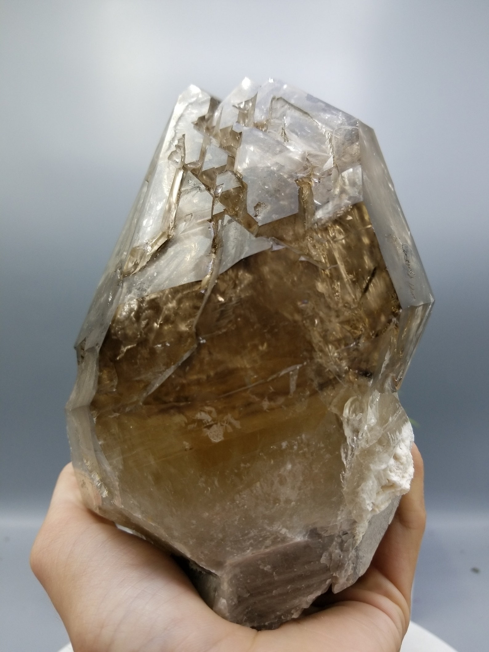 Flawless 6.5" Smokey Elestial Alligator Quartz Thats Damage Free and ...