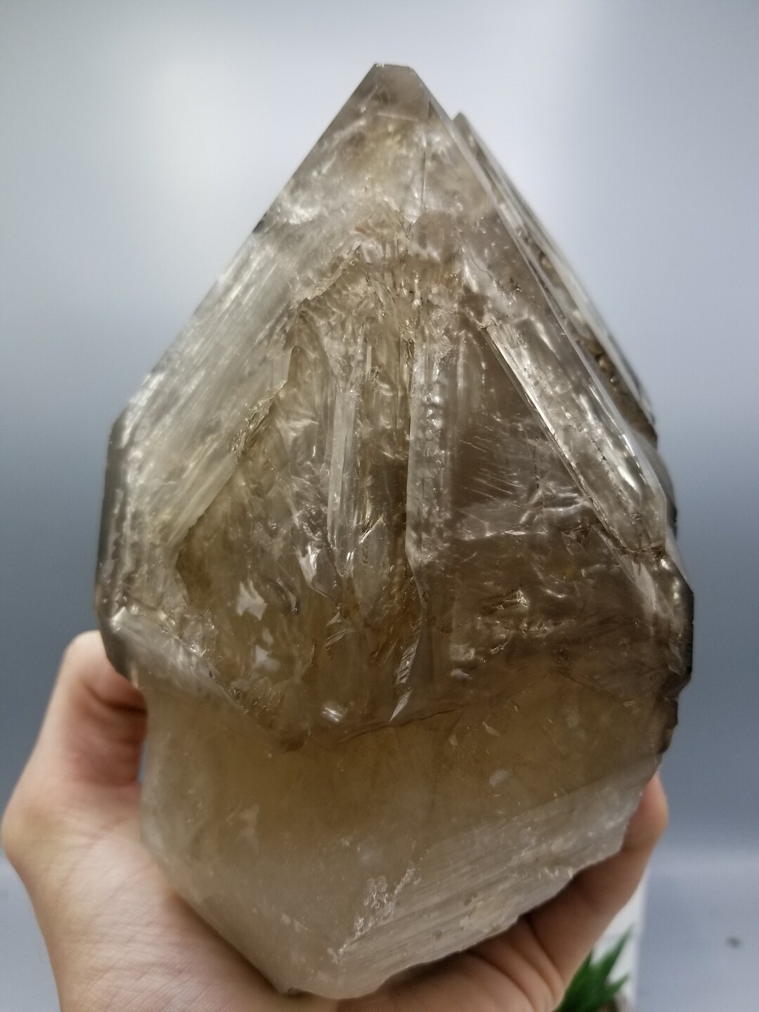 Flawless 6.5" Smokey Elestial Alligator Quartz Thats Damage Free and ...