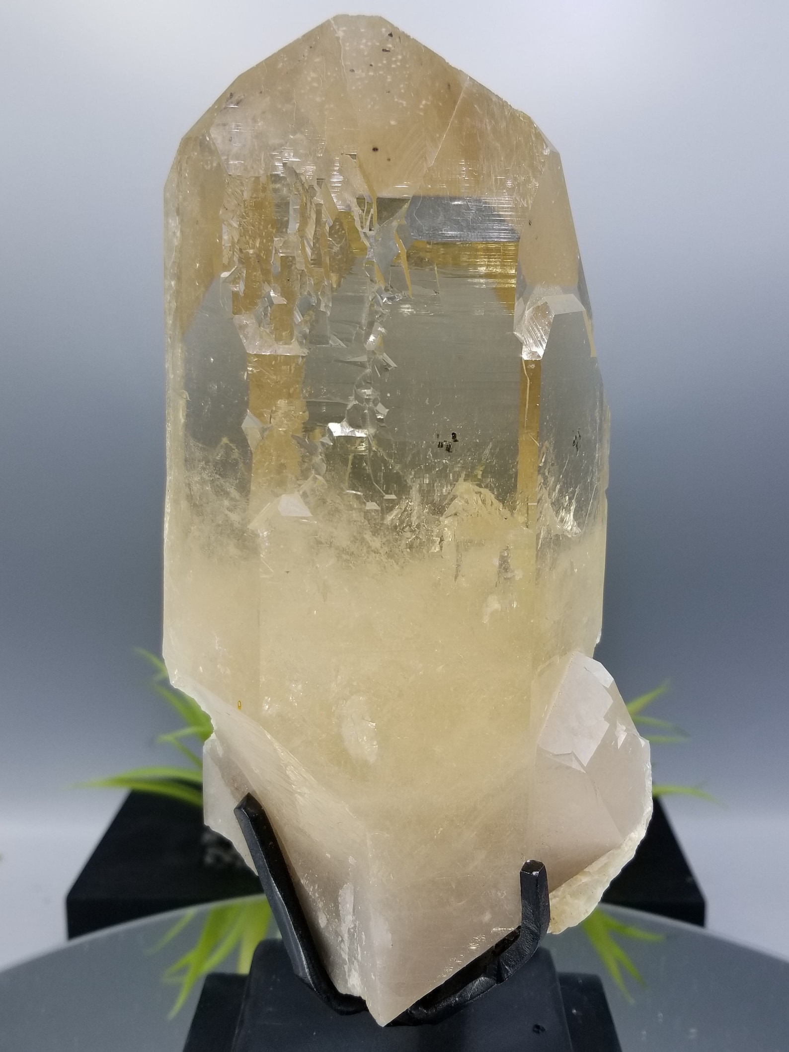 World Class 10" Cathedral Citrine Thats Damage Free, Super Clean With ...