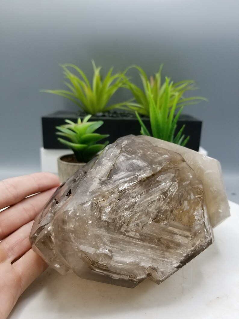 Flawless 6.5" Smokey Elestial Alligator Quartz Thats Damage Free and ...