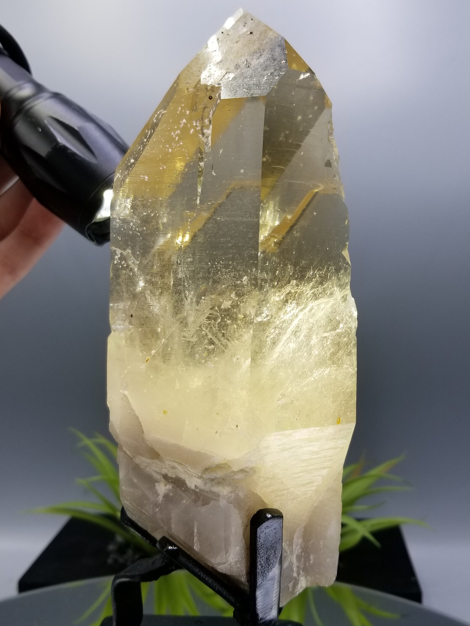 World Class 10" Cathedral Citrine Thats Damage Free, Super Clean With ...