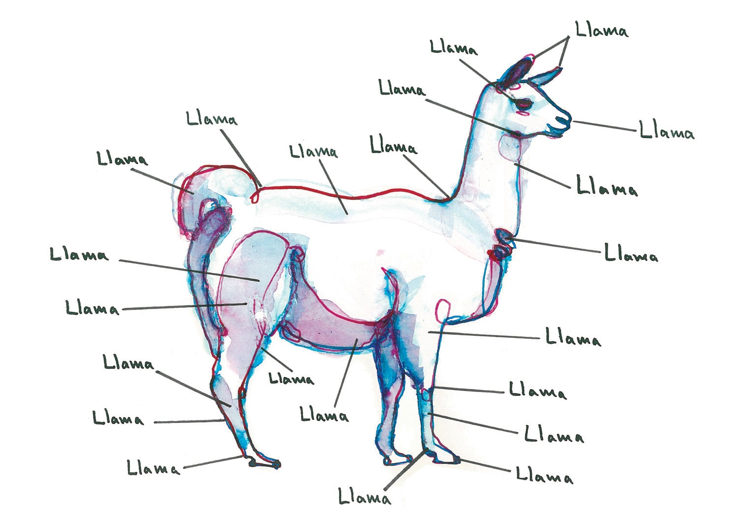 Laughable Llama Anatomy Llama Lover Print | Etsy