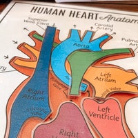 Anatomy HUMAN HEART - Full Color Anatomically Correct 2D Dissection ...