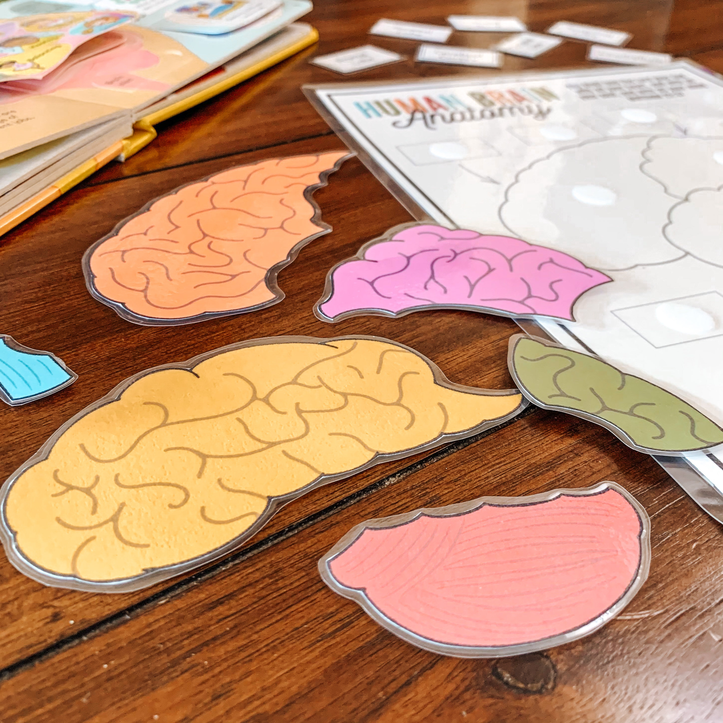Human Brain Anatomy Printable Activity Brain Puzzle Brain | Etsy India