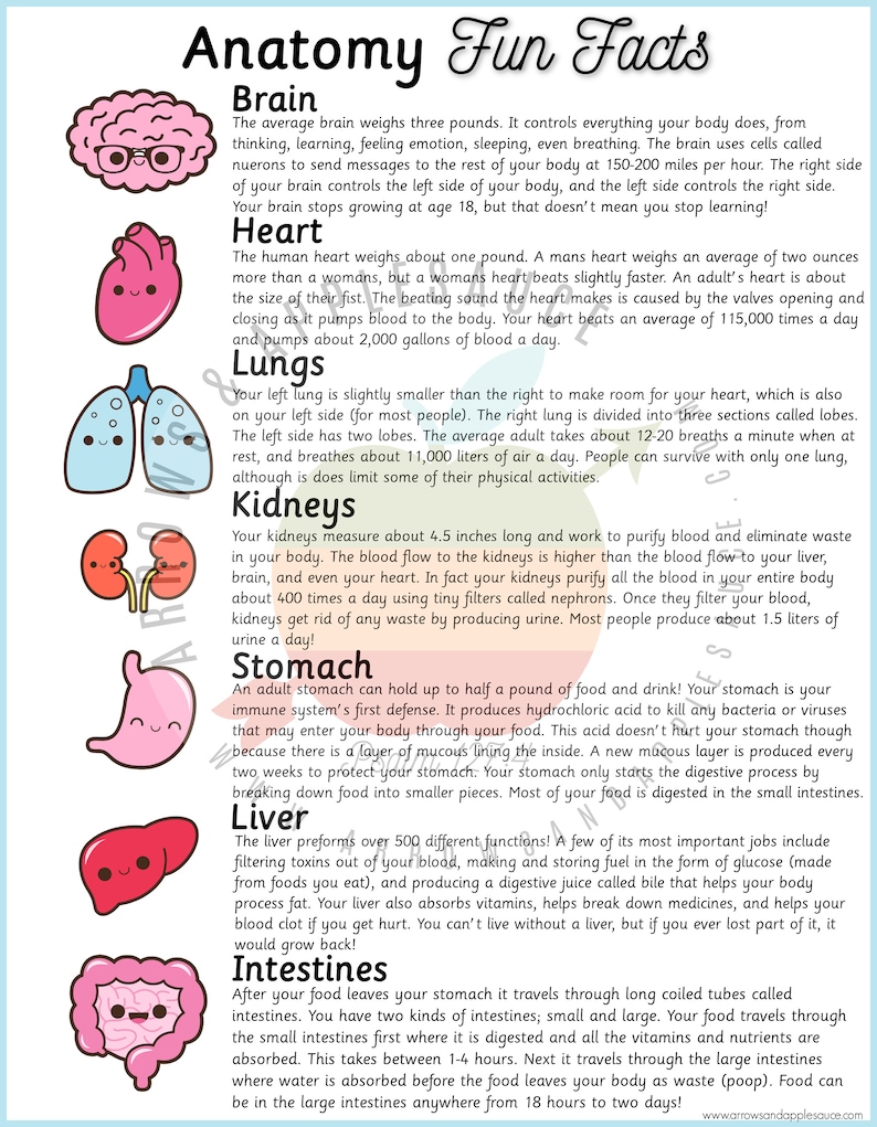Anatomy Game Printable Human Body Preschool Activity About | Etsy