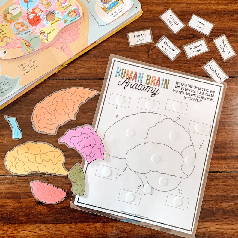 Human Brain Anatomy Printable Activity, Brain Puzzle, Brain Parts ...