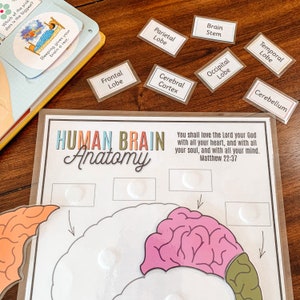 Human Brain Anatomy Printable Activity, Brain Puzzle, Brain Parts ...