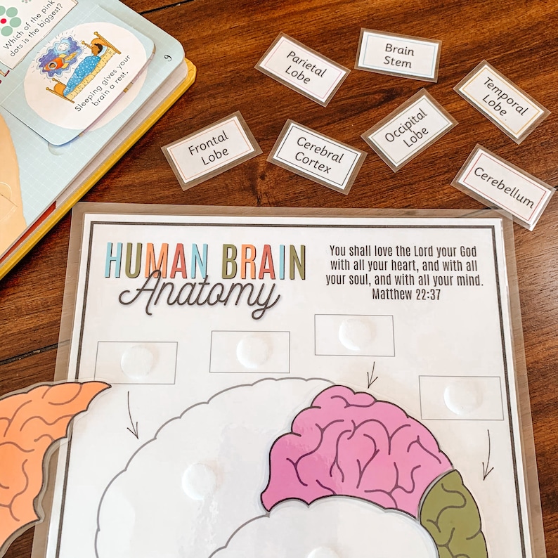 Human Brain Anatomy Printable Activity Brain Puzzle Brain | Etsy