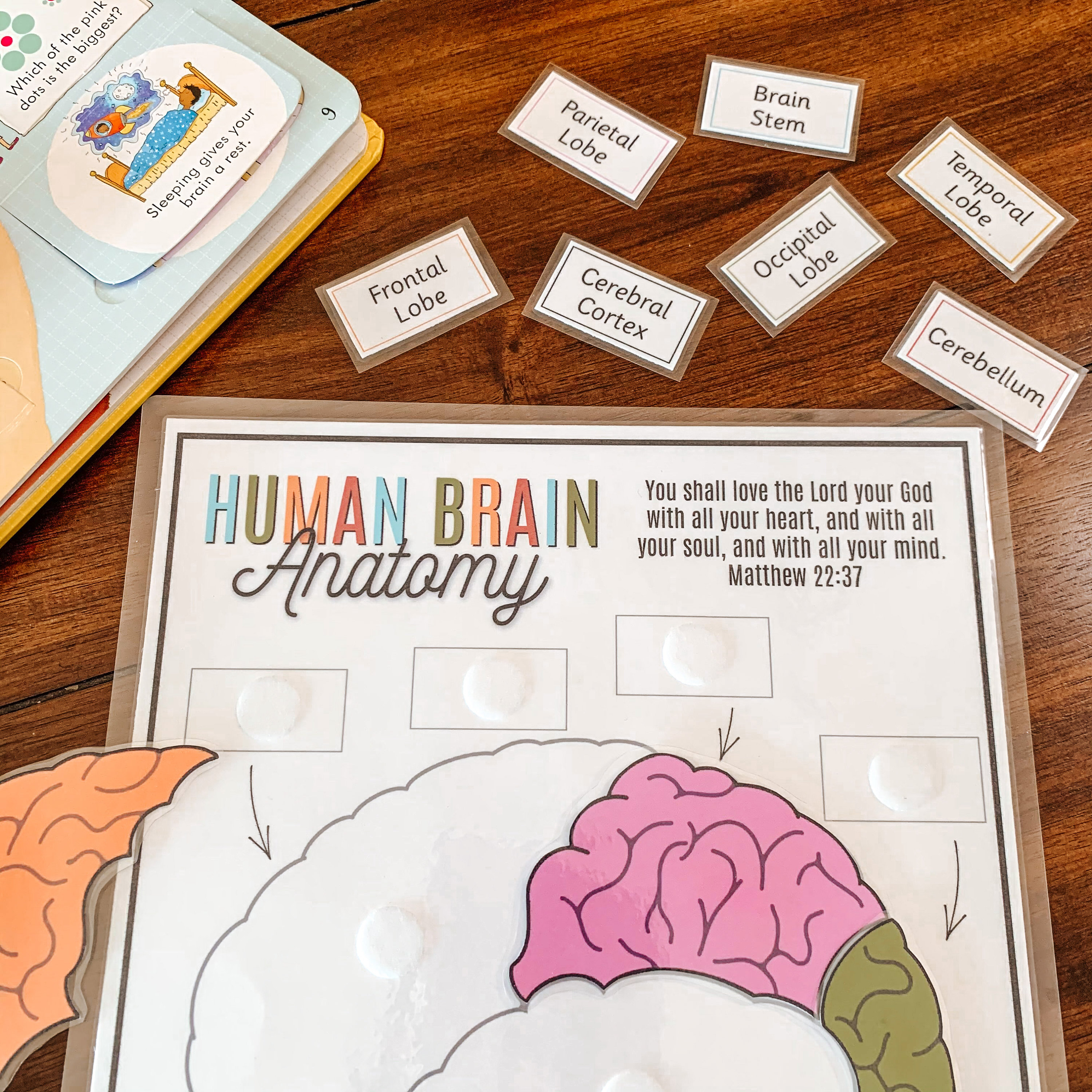 Human Brain Anatomy Printable Activity Brain Puzzle Brain | Etsy India
