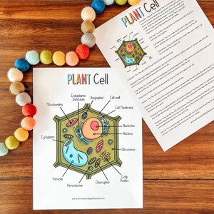 Plant Cell Anatomy Printable Activity, Kids Science, Cell Structure ...